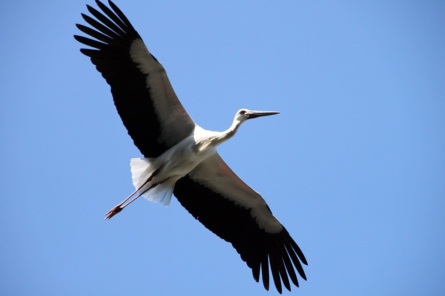 Where are the Storks? - Visit Kinosaki