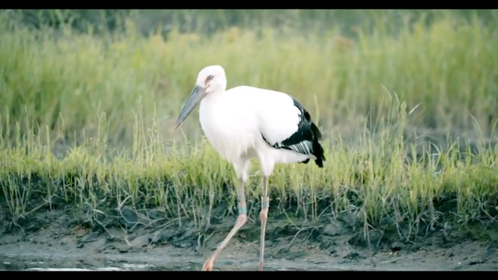 Living together alongside the Oriental White Storks - Visit Kinosaki